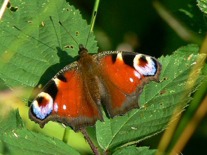 Biddenden Butterfly Gallery - Biddenden Kent Beautiful Village in the ...