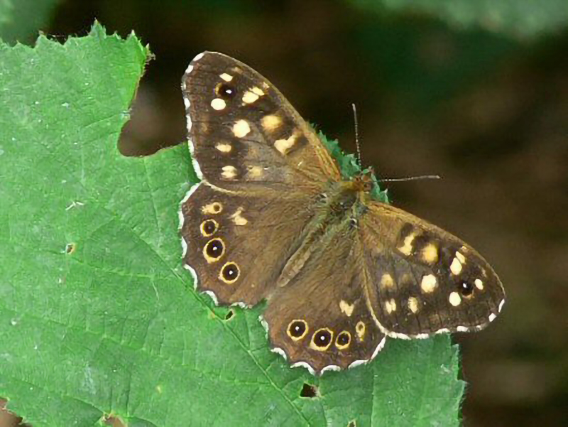 Biddenden Butterfly Gallery - Biddenden Kent Beautiful Village in the ...