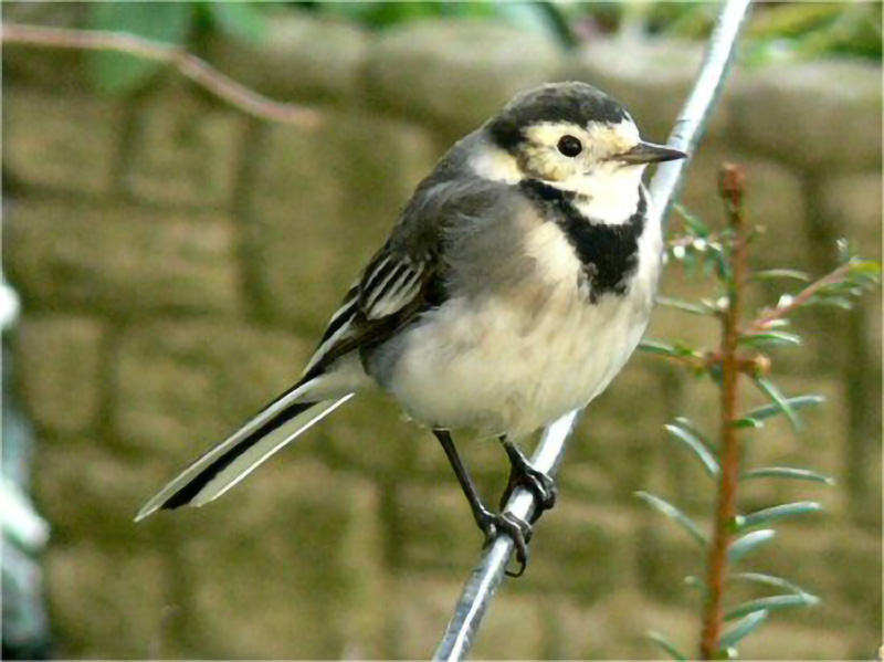 Biddenden Birds Gallery - Biddenden Kent Beautiful Village in the Weald ...